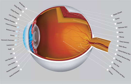 Eye Poster - w3-o | the brand craftsmen